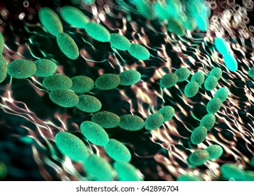 278 Acetobacter aceti Images, Stock Photos & Vectors | Shutterstock