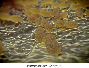 278 Acetobacter aceti Images, Stock Photos & Vectors | Shutterstock