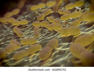 278 Acetobacter aceti Images, Stock Photos & Vectors | Shutterstock