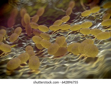 278 Acetobacter aceti Images, Stock Photos & Vectors | Shutterstock