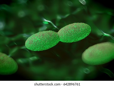 278 Acetobacter aceti Images, Stock Photos & Vectors | Shutterstock
