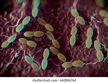 278 Acetobacter aceti Images, Stock Photos & Vectors | Shutterstock