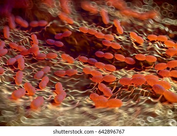 278 Acetobacter aceti Images, Stock Photos & Vectors | Shutterstock