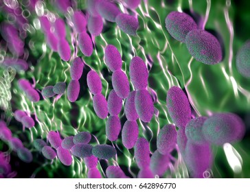 278 Acetobacter aceti Images, Stock Photos & Vectors | Shutterstock