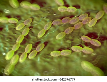 278 Acetobacter aceti Images, Stock Photos & Vectors | Shutterstock
