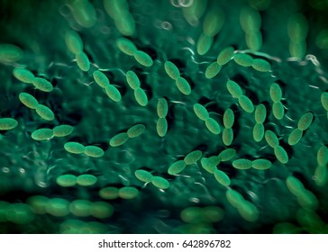 278 Acetobacter aceti Images, Stock Photos & Vectors | Shutterstock