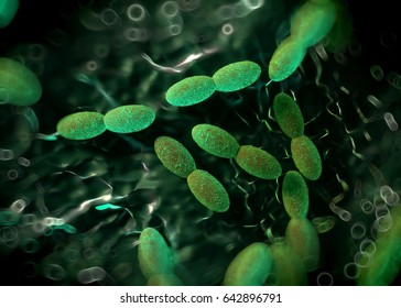 278 Acetobacter aceti Images, Stock Photos & Vectors | Shutterstock