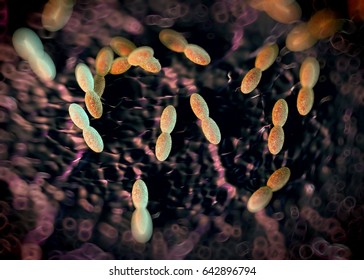 278 Acetobacter aceti Images, Stock Photos & Vectors | Shutterstock