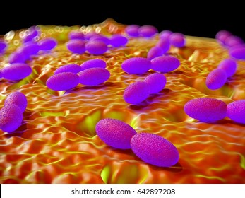 278 Acetobacter aceti Images, Stock Photos & Vectors | Shutterstock