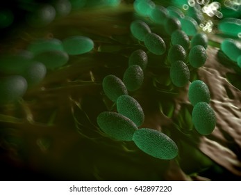 278 Acetobacter aceti Images, Stock Photos & Vectors | Shutterstock