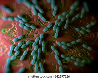 278 Acetobacter aceti Images, Stock Photos & Vectors | Shutterstock