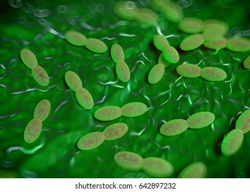 278 Acetobacter aceti Images, Stock Photos & Vectors | Shutterstock