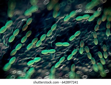 278 Acetobacter aceti Images, Stock Photos & Vectors | Shutterstock