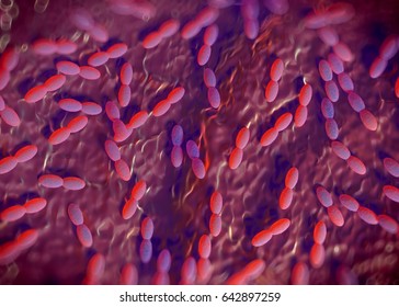 278 Acetobacter aceti Images, Stock Photos & Vectors | Shutterstock