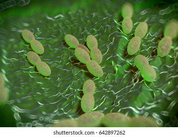 278 Acetobacter aceti Images, Stock Photos & Vectors | Shutterstock