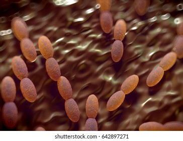 278 Acetobacter aceti Images, Stock Photos & Vectors | Shutterstock