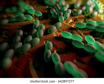 278 Acetobacter aceti Images, Stock Photos & Vectors | Shutterstock