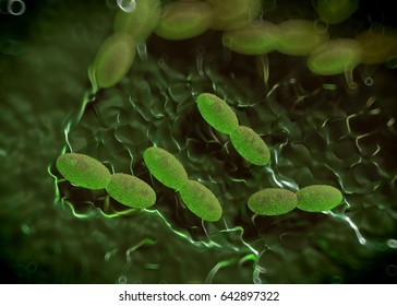274 imágenes de Aceti acid bacteria - Imágenes, fotos y vectores de ...