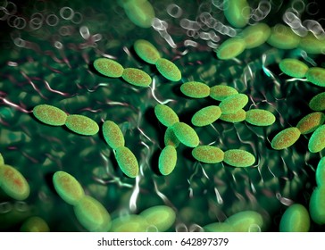 278 Acetobacter aceti Images, Stock Photos & Vectors | Shutterstock