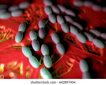278 Acetobacter aceti Images, Stock Photos & Vectors | Shutterstock