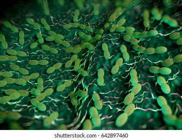 3d Rendering Acetobacter Bacteria Stock Illustration 642897460
