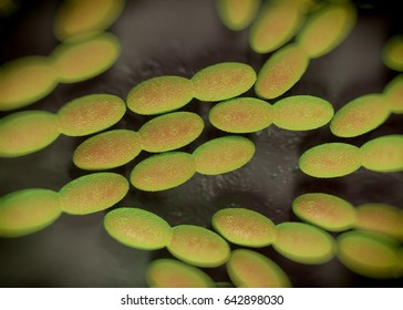 278 Acetobacter aceti Images, Stock Photos & Vectors | Shutterstock