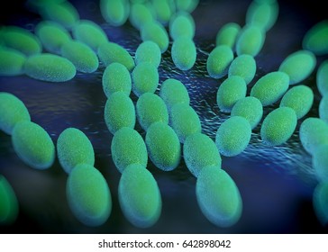 3d Rendering Acetobacter Bacteria Stock Illustration 642898042 ...