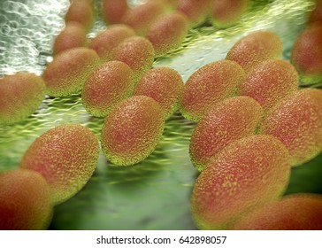 278 Acetobacter aceti Images, Stock Photos & Vectors | Shutterstock