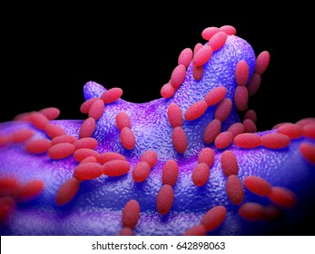 278 Acetobacter aceti Images, Stock Photos & Vectors | Shutterstock