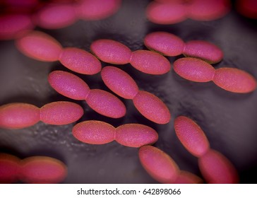 278 Acetobacter aceti Images, Stock Photos & Vectors | Shutterstock