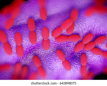 278 Acetobacter aceti Images, Stock Photos & Vectors | Shutterstock