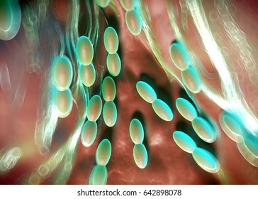 278 Acetobacter aceti Images, Stock Photos & Vectors | Shutterstock