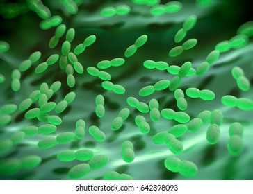 3d Rendering Acetobacter Bacteria Stock Illustration 642898093 ...