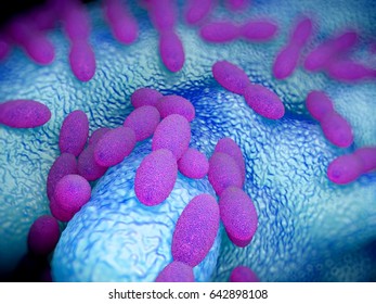 278 Acetobacter aceti Images, Stock Photos & Vectors | Shutterstock