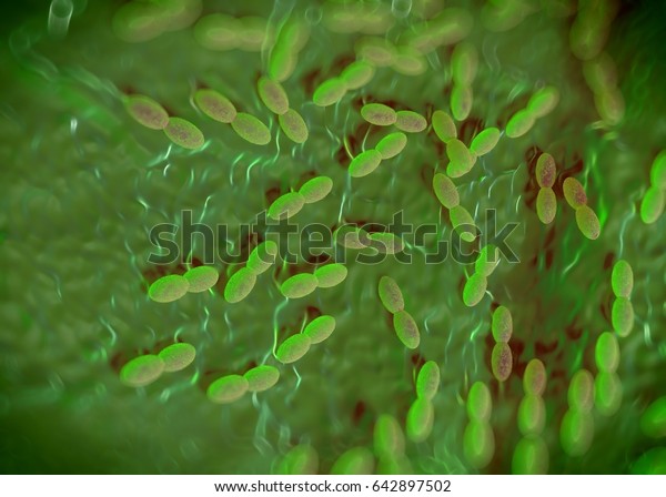 3d Rendering Acetobacter Bacteria Stock Illustration 642897502