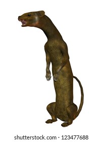 3d Rendering Aggressive Weasel Stock Illustration 123477688