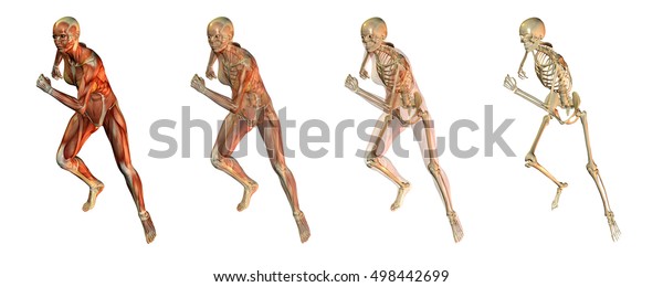 3d Rendering Anatomical Front Back View Stock Illustration 498442699 ...