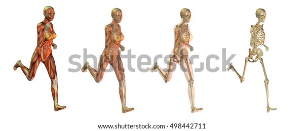 3d Rendering Anatomical Front Back View Stock Illustration 498442711 ...