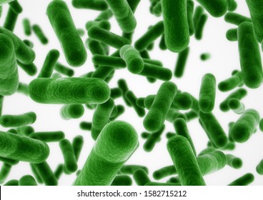 Bacillus Subtilis Mikroskop