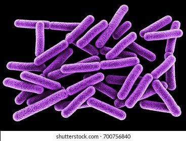 Microscopic Illustration Corynebacterium Diphtheriae Grampositive ...