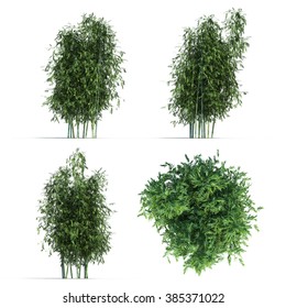 252 Bamboo tree top view illustration Images, Stock Photos & Vectors ...