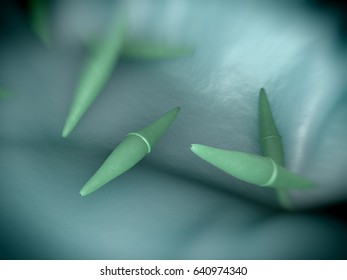 216 Desmid Images, Stock Photos & Vectors | Shutterstock
