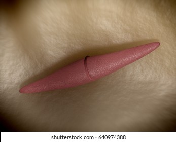 216 Desmid Images, Stock Photos & Vectors | Shutterstock