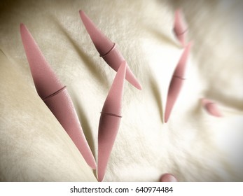 216 Desmid Images, Stock Photos & Vectors | Shutterstock