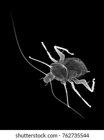 3d Rendering Cockroach Body Structure Isolated Stock Illustration ...