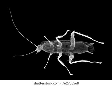 3d Rendering Cockroach Body Structure Isolated Stock Illustration ...
