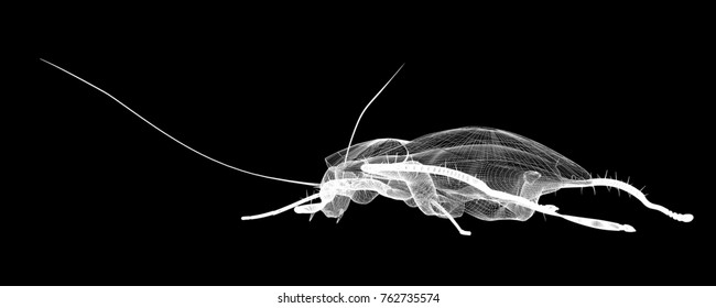 3d Rendering Cockroach Body Structure Isolated Stock Illustration ...