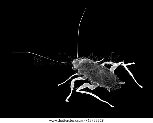3d Rendering Cockroach Body Structure Isolated Stock Illustration ...