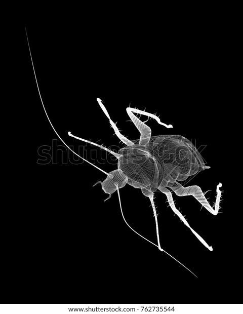 3d Rendering Cockroach Body Structure Isolated Stock Illustration ...