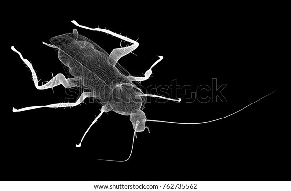 3d Rendering Cockroach Body Structure Isolated Stock Illustration ...